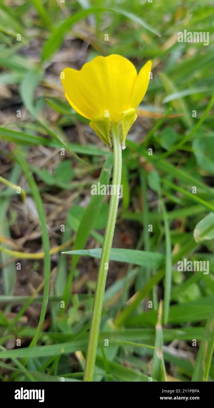 bulbous buttercup (Ranunculus bulbosus) Plantae Stock Photo - Alamy