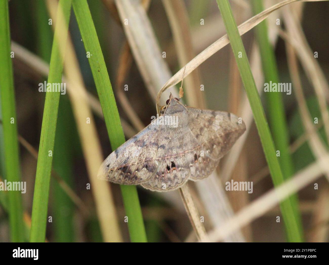Velvetbean Caterpillar Moth (Anticarsia gemmatalis) Insecta Stock Photo ...
