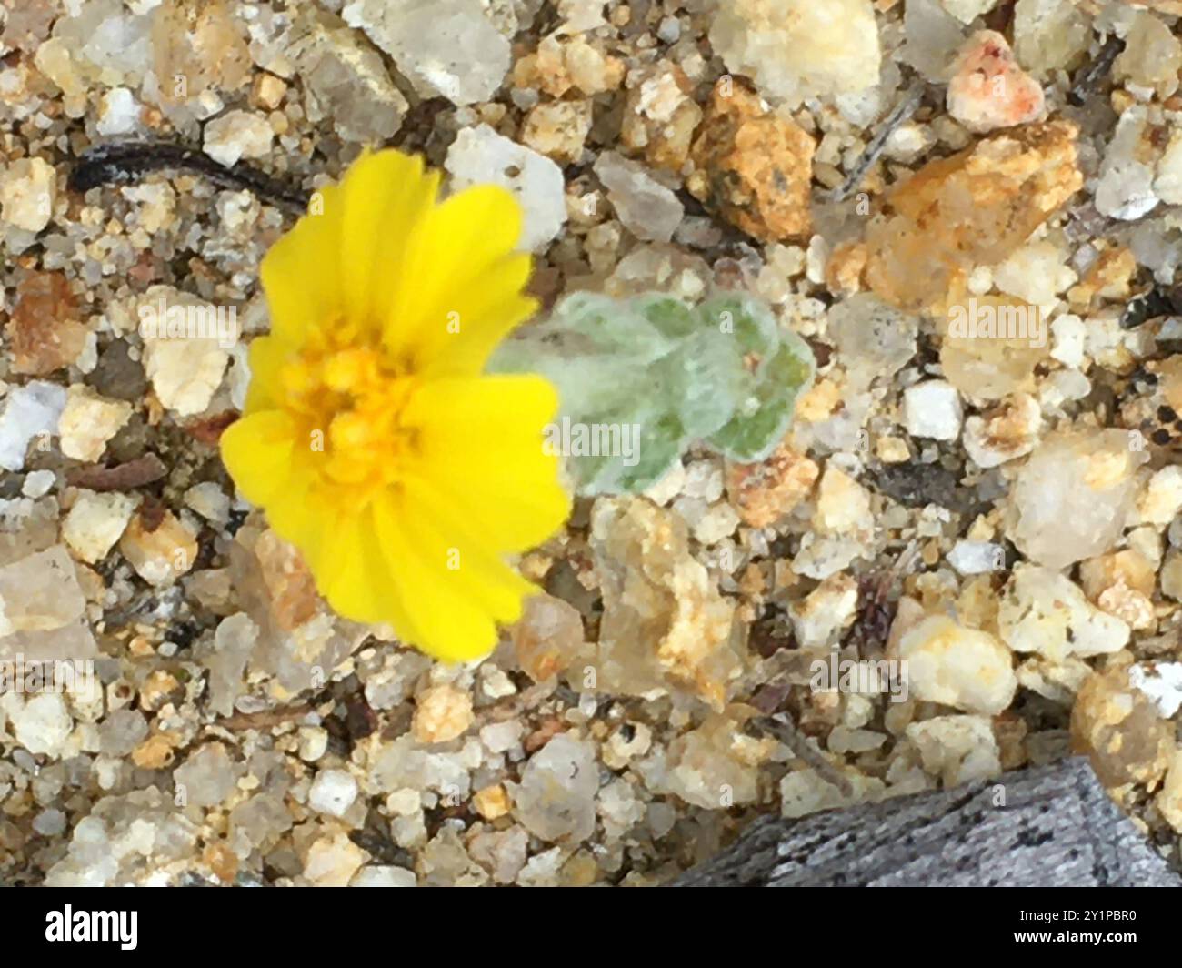 Wallace's woollydaisy (Eriophyllum wallacei) Plantae Stock Photo - Alamy