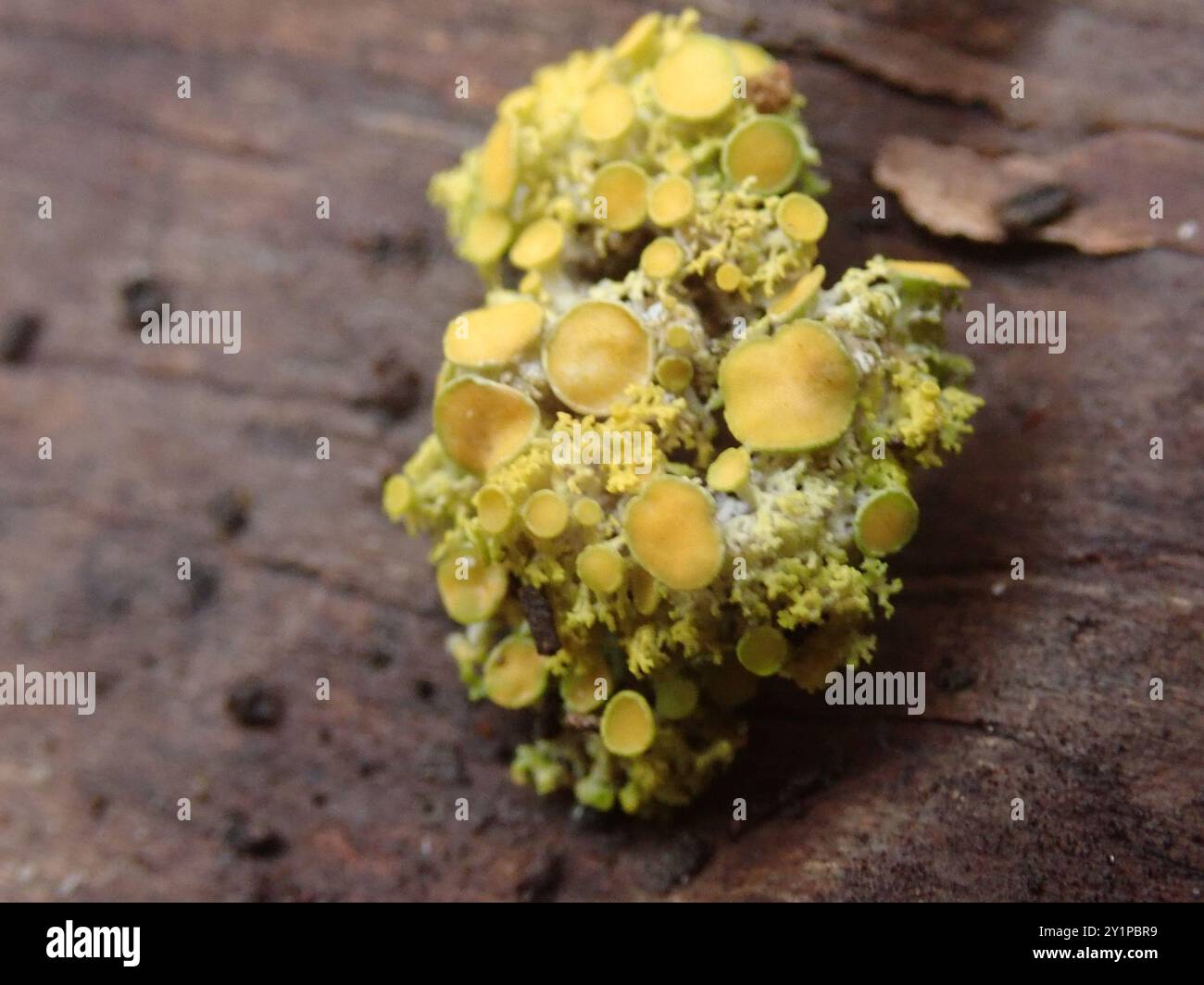 Pin-cushion Sunburst Lichen (Polycauliona polycarpa) Fungi Stock Photo ...