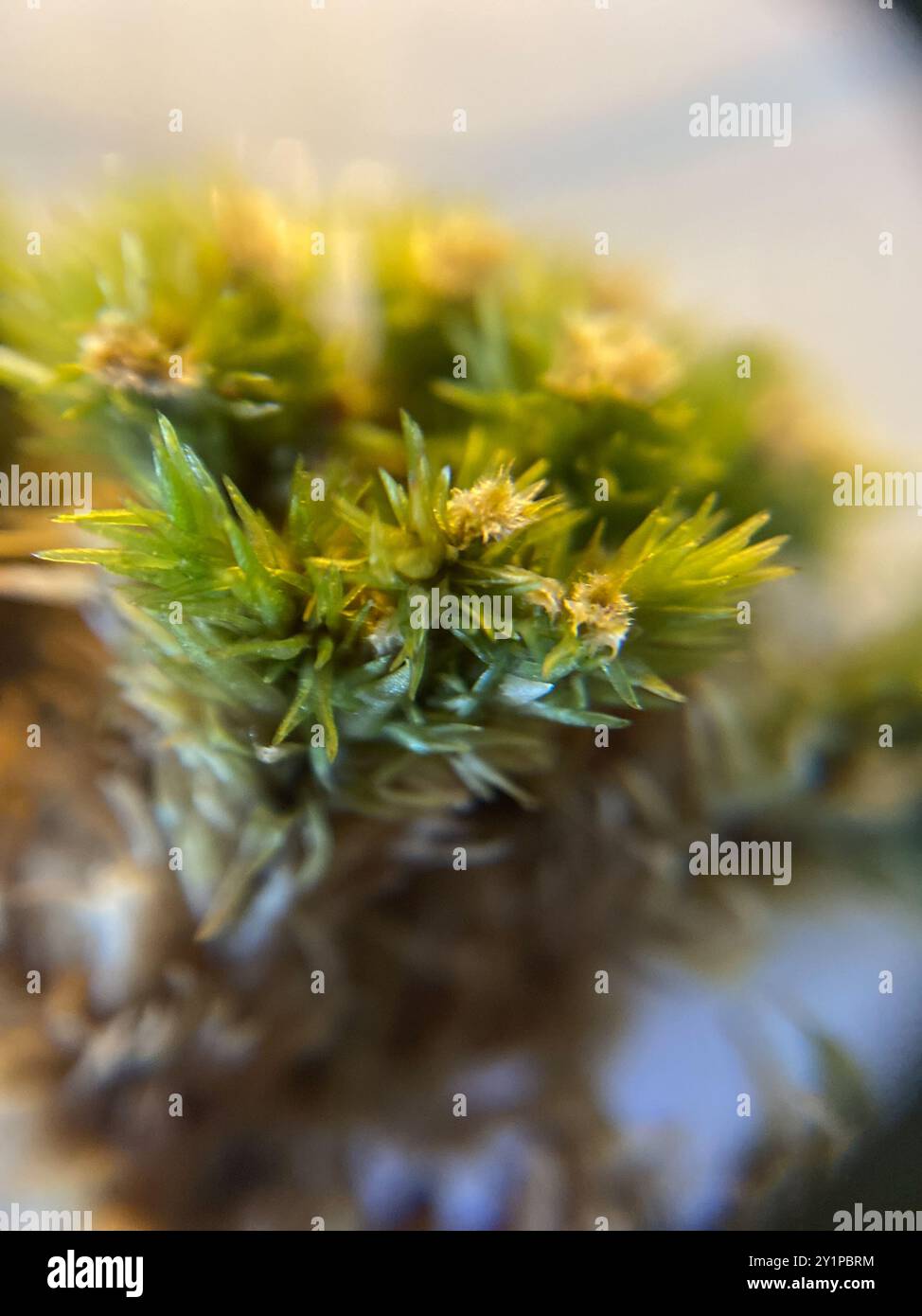 Pincushion Moss (Leucobryum glaucum) Plantae Stock Photo - Alamy