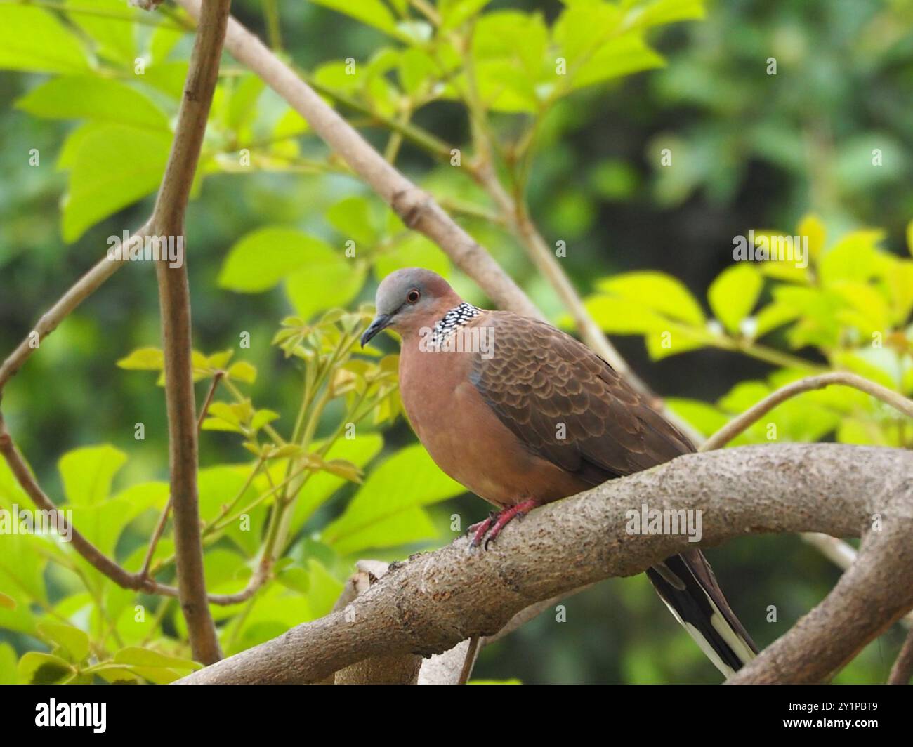 Spotted Dove (Spilopelia chinensis) Aves Stock Photo - Alamy