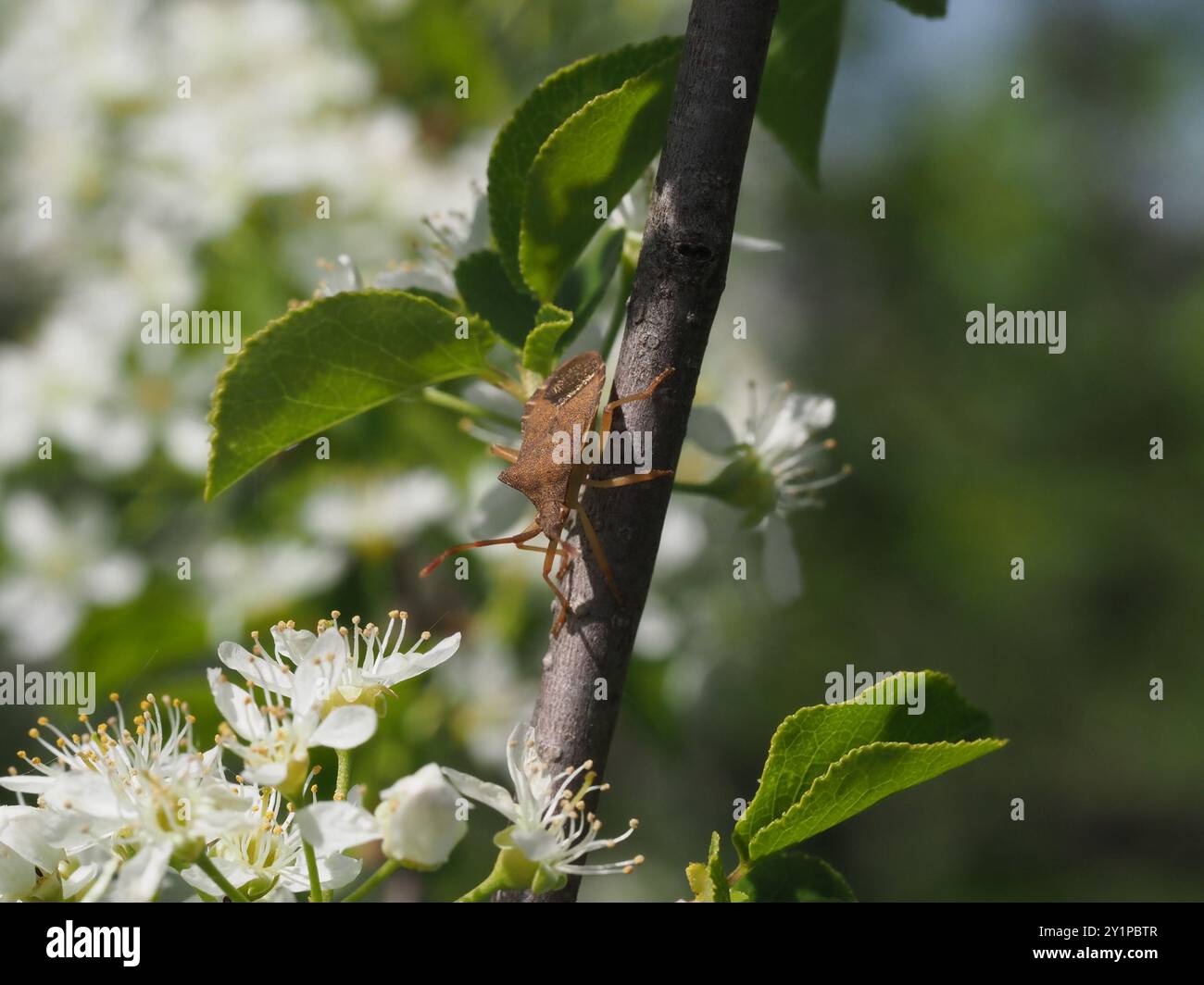 Box Bug (Gonocerus acuteangulatus) Insecta Stock Photo - Alamy