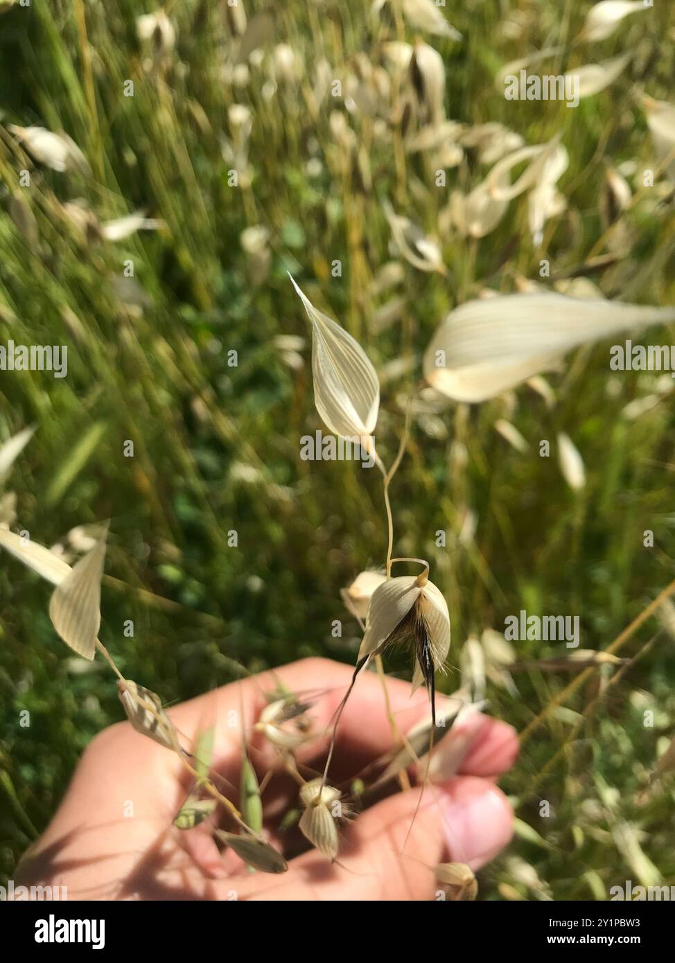 Common Oat (Avena sativa) Plantae Stock Photo - Alamy