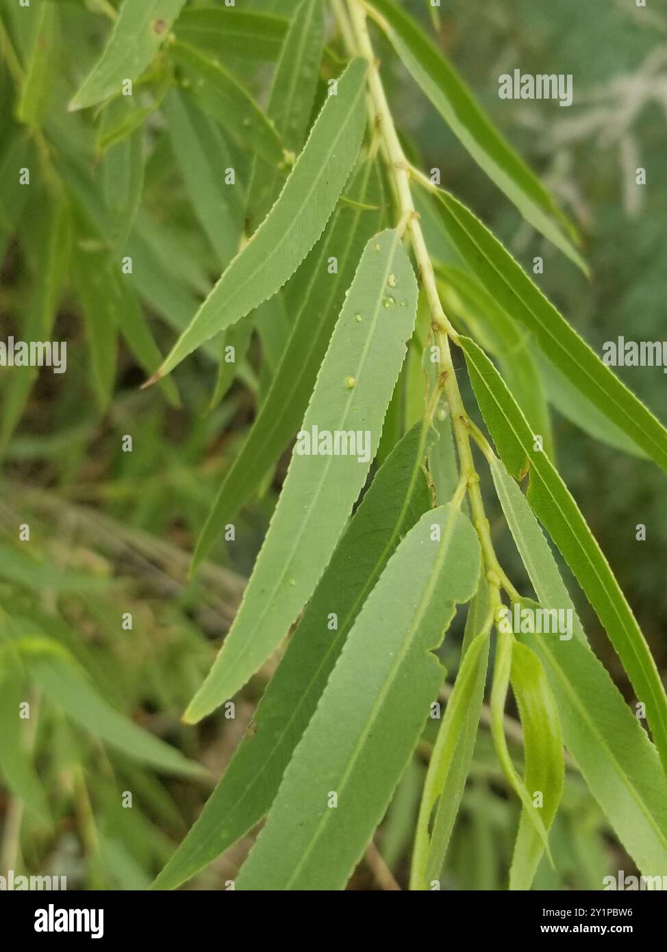 Goodding's willow (Salix gooddingii) Plantae Stock Photo - Alamy
