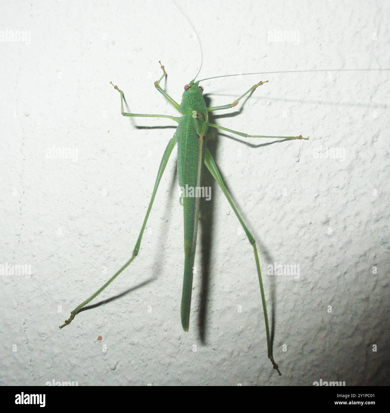 Sickle-bearing Bushcrickets (Phaneroptera) Insecta Stock Photo - Alamy