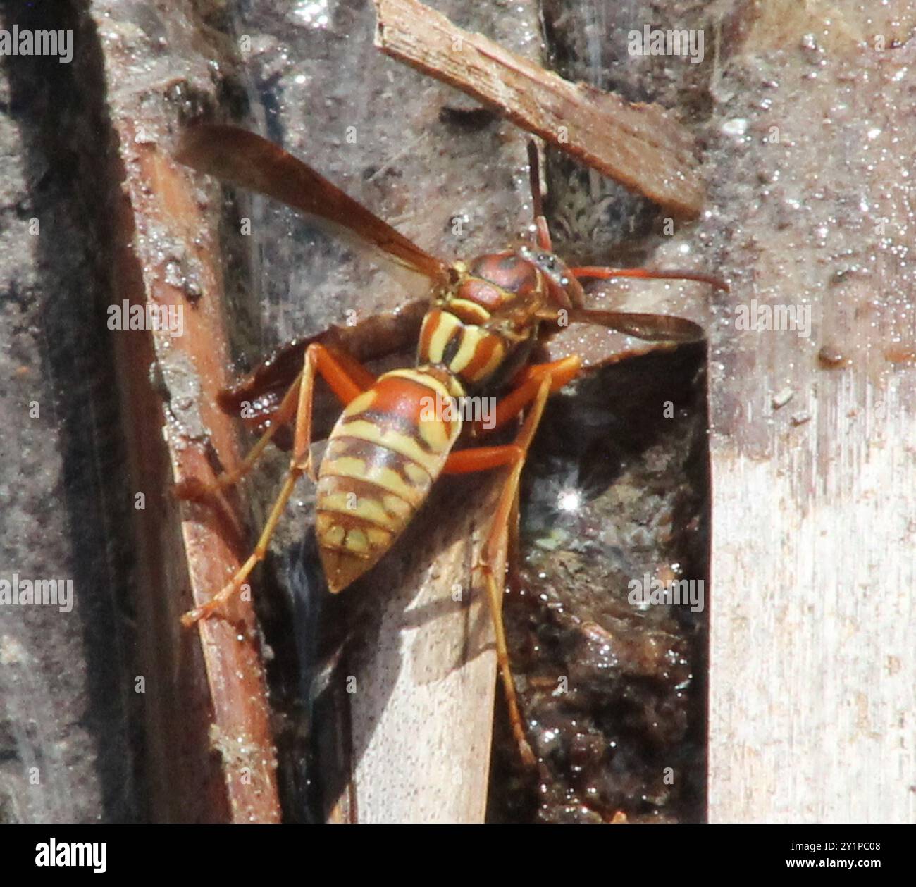 Apache Paper Wasp (Polistes apachus) Insecta Stock Photo - Alamy