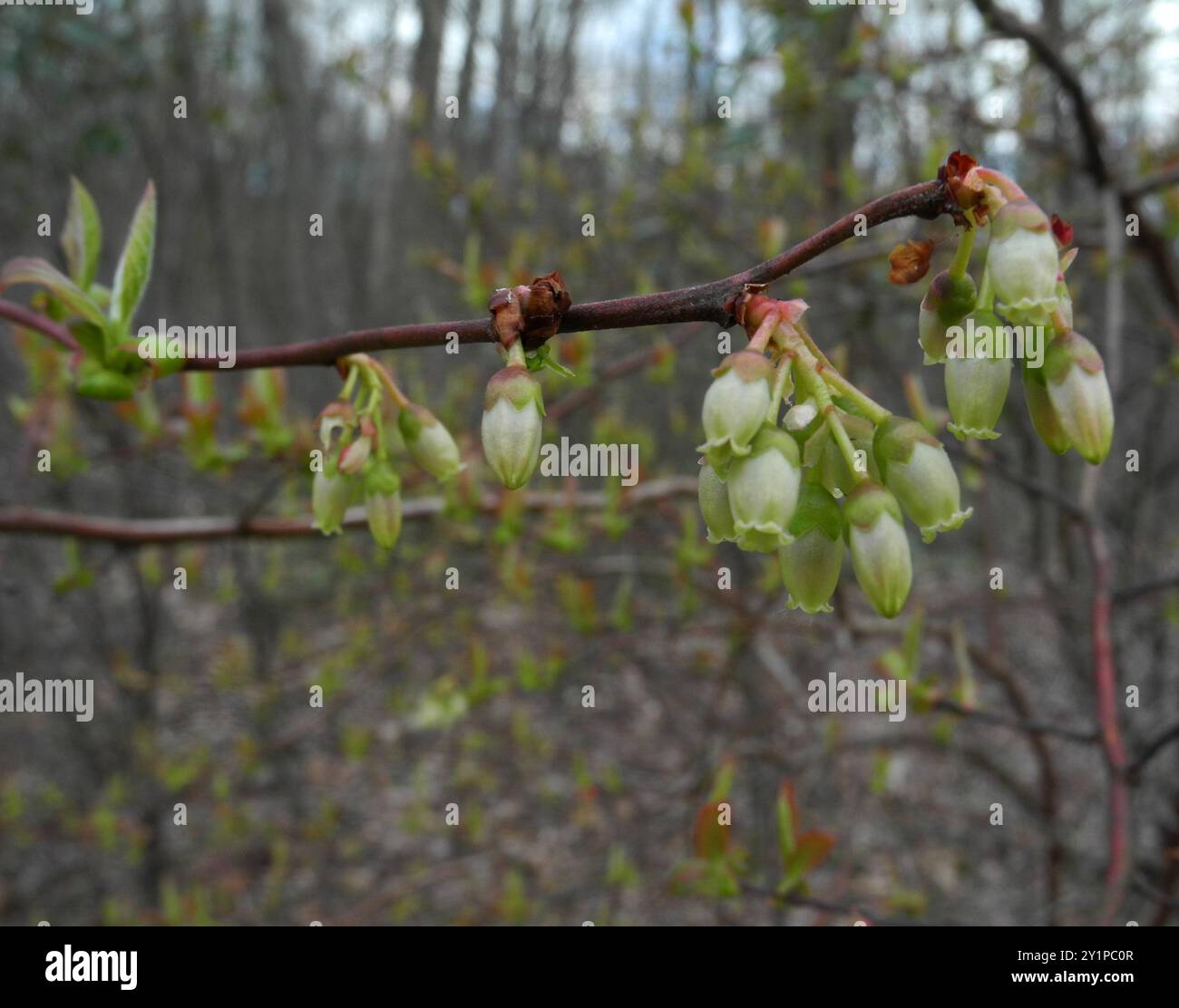 Northern highbush blueberry (Vaccinium corymbosum) Plantae Stock Photo ...