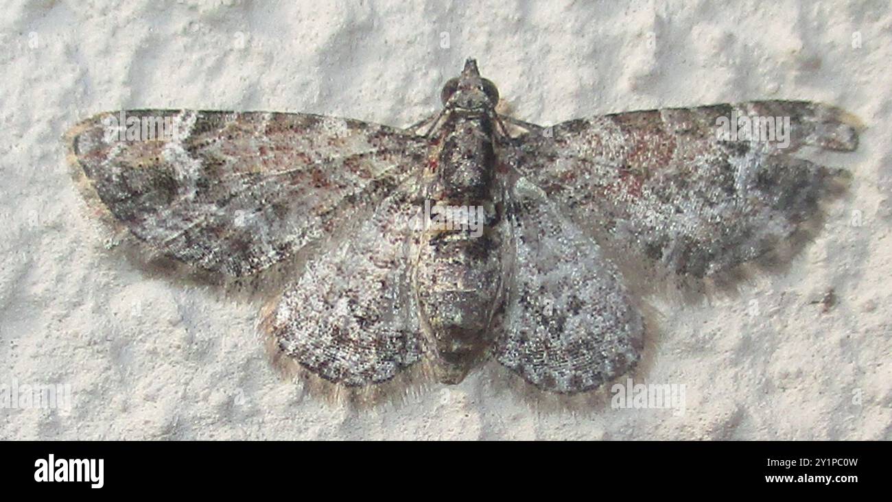 Geometer Moths (Geometridae) Insecta Stock Photo - Alamy