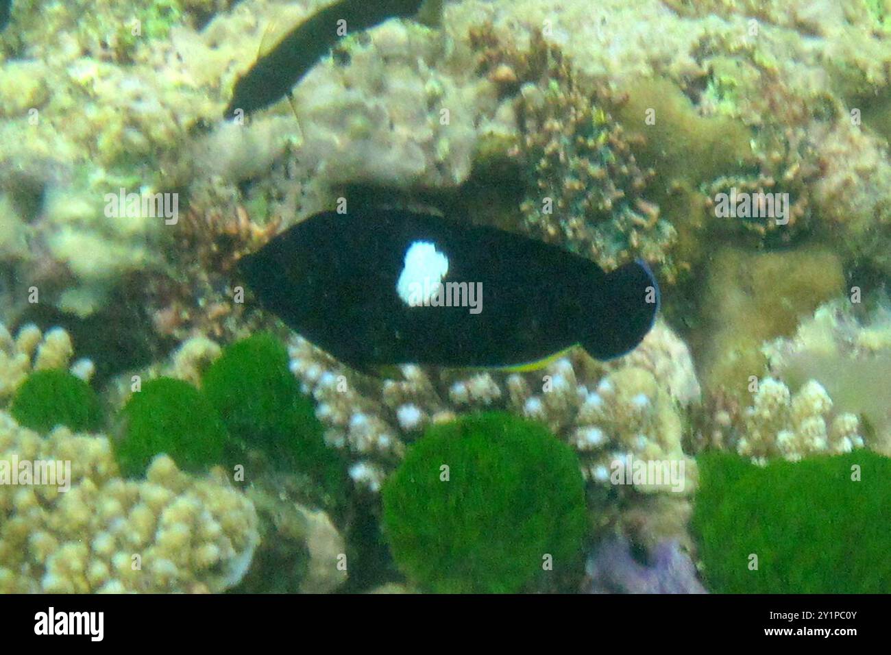 Keyhole Angelfish (Centropyge tibicen) Actinopterygii Stock Photo - Alamy