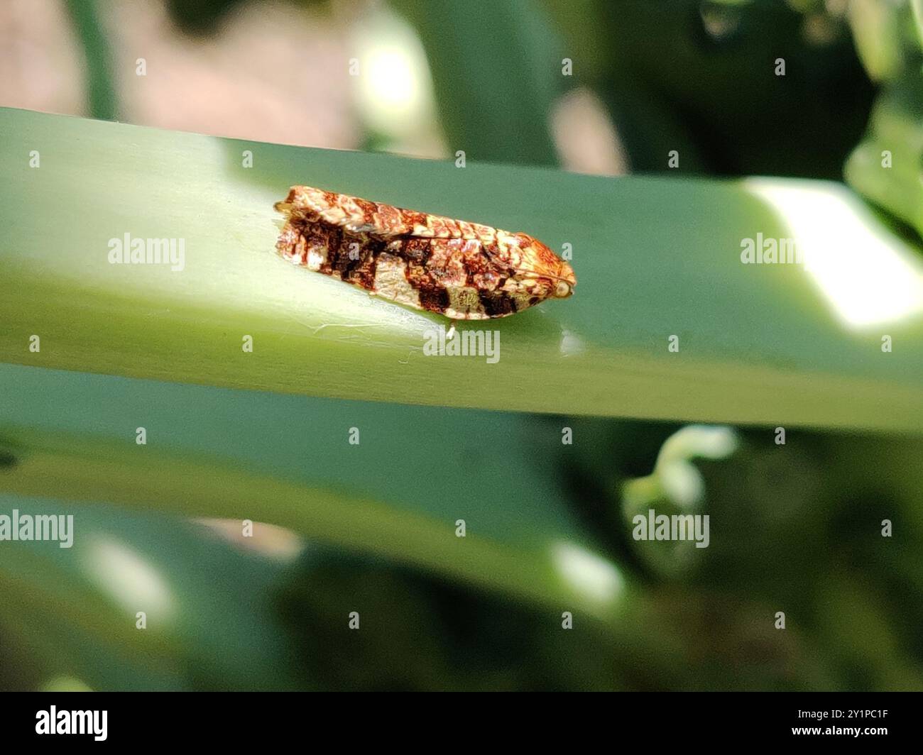 Fruit-tree Leafroller Moth (Archips argyrospila) Insecta Stock Photo ...