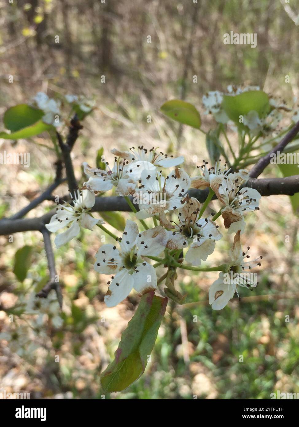 Callery pear (Pyrus calleryana) Plantae Stock Photo - Alamy