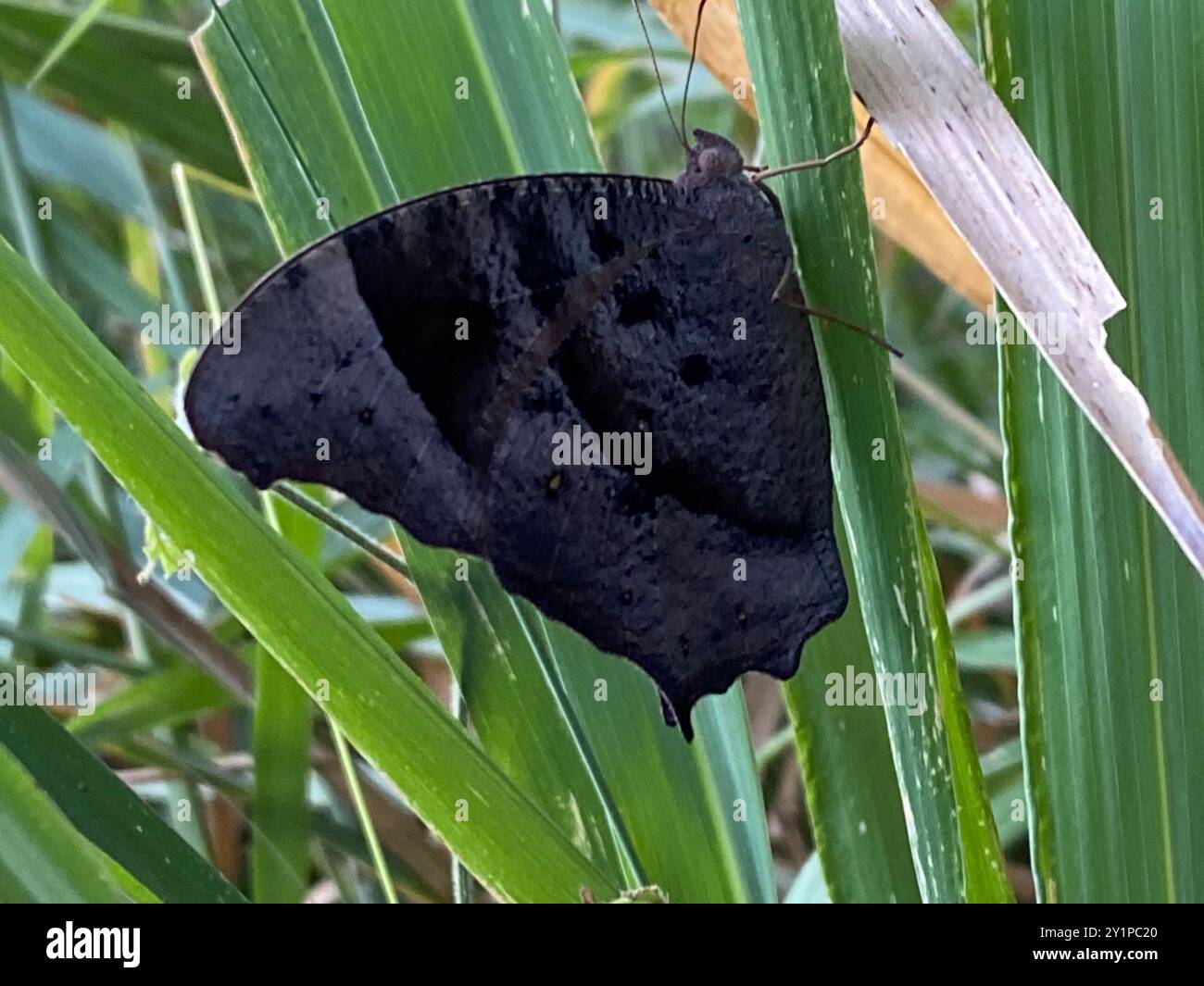 Common Evening Brown (Melanitis leda) Insecta Stock Photo - Alamy