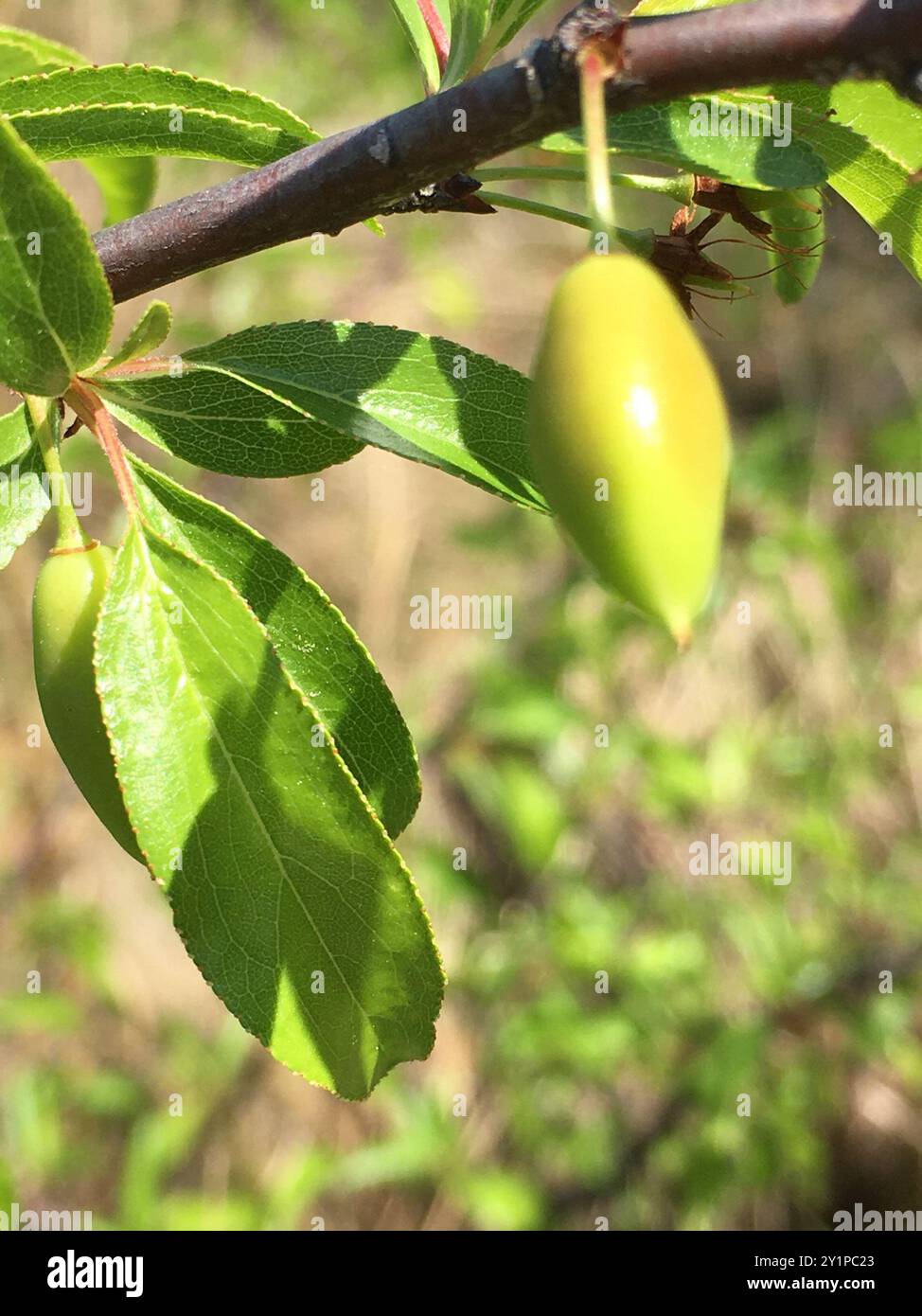 Chickasaw plum (Prunus angustifolia) Plantae Stock Photo - Alamy