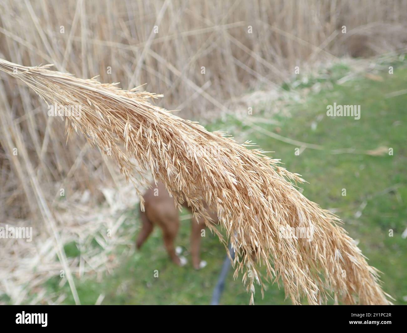 common reed (Phragmites australis) Plantae Stock Photo - Alamy