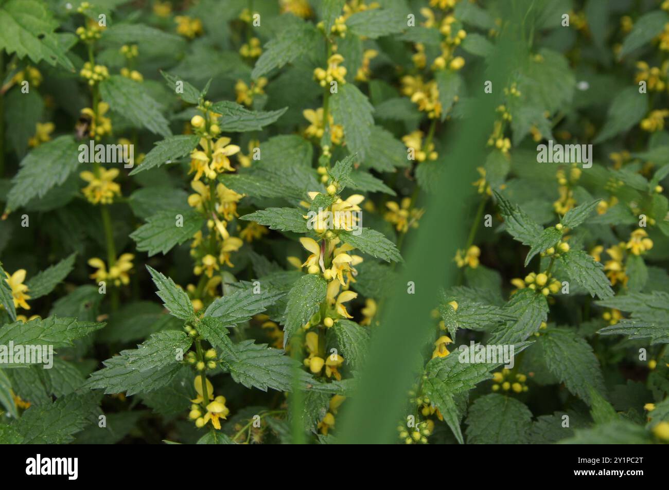 yellow archangel (Lamium galeobdolon) Plantae Stock Photo - Alamy