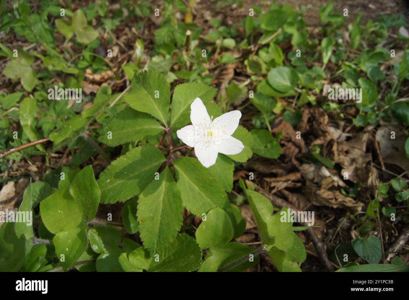 Three-leaved Anemone (Anemonoides trifolia) Plantae Stock Photo - Alamy