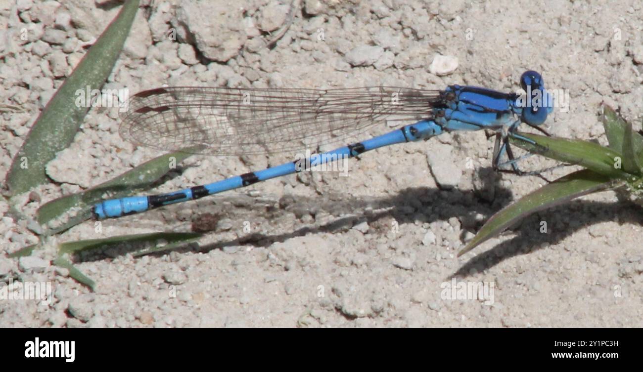 Aztec Dancer (Argia nahuana) Insecta Stock Photo - Alamy Aztec Dancer (Argia nahuana) Insecta Stock Photo - Alamy