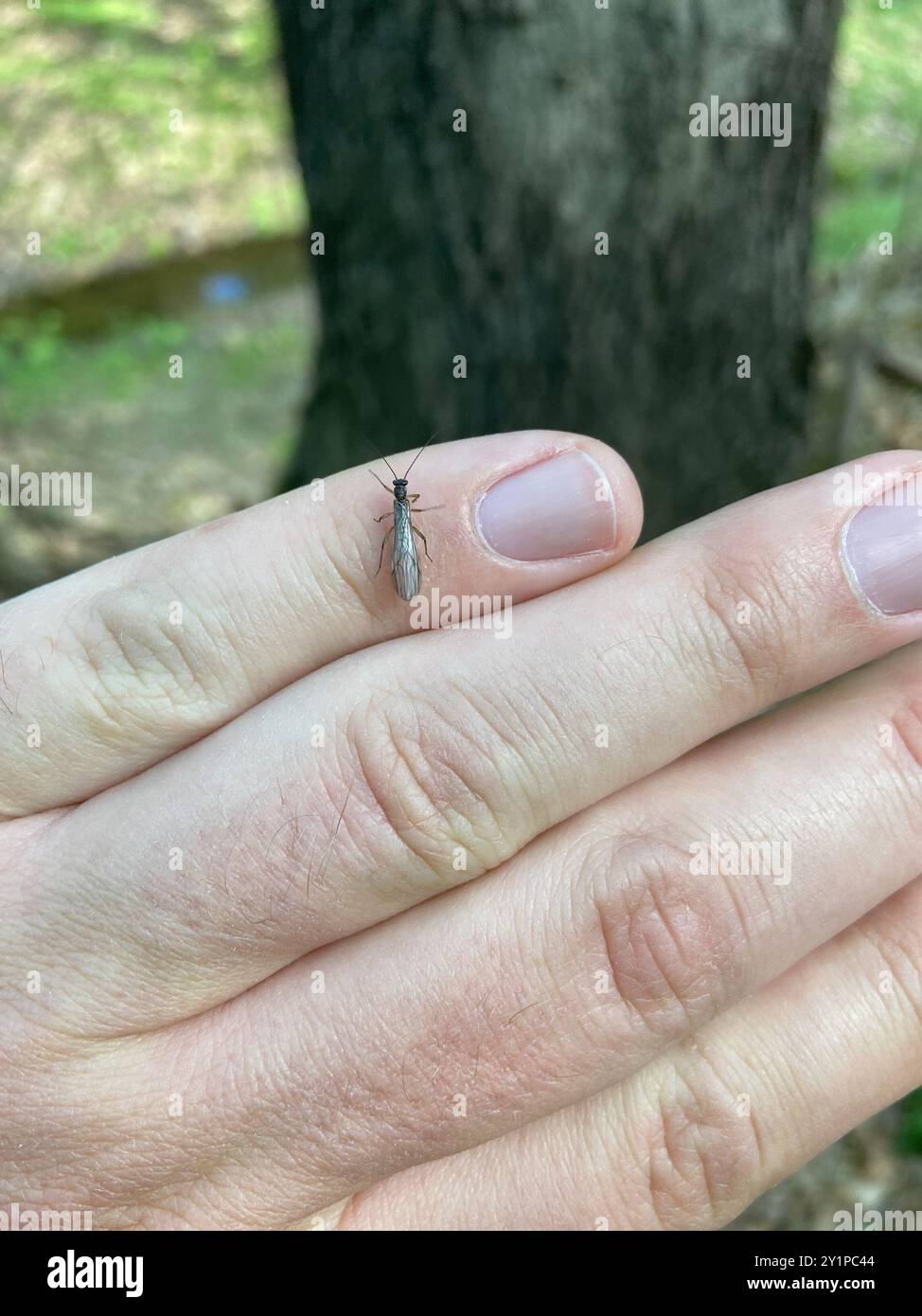 Forestflies (Nemouridae) Insecta Stock Photo - Alamy