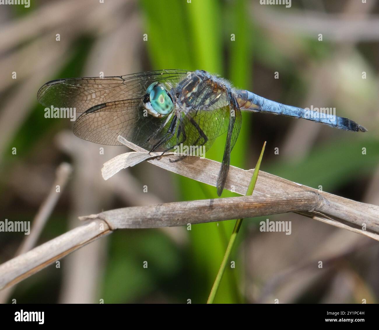 Blue Dasher (Pachydiplax longipennis) Insecta Stock Photo - Alamy