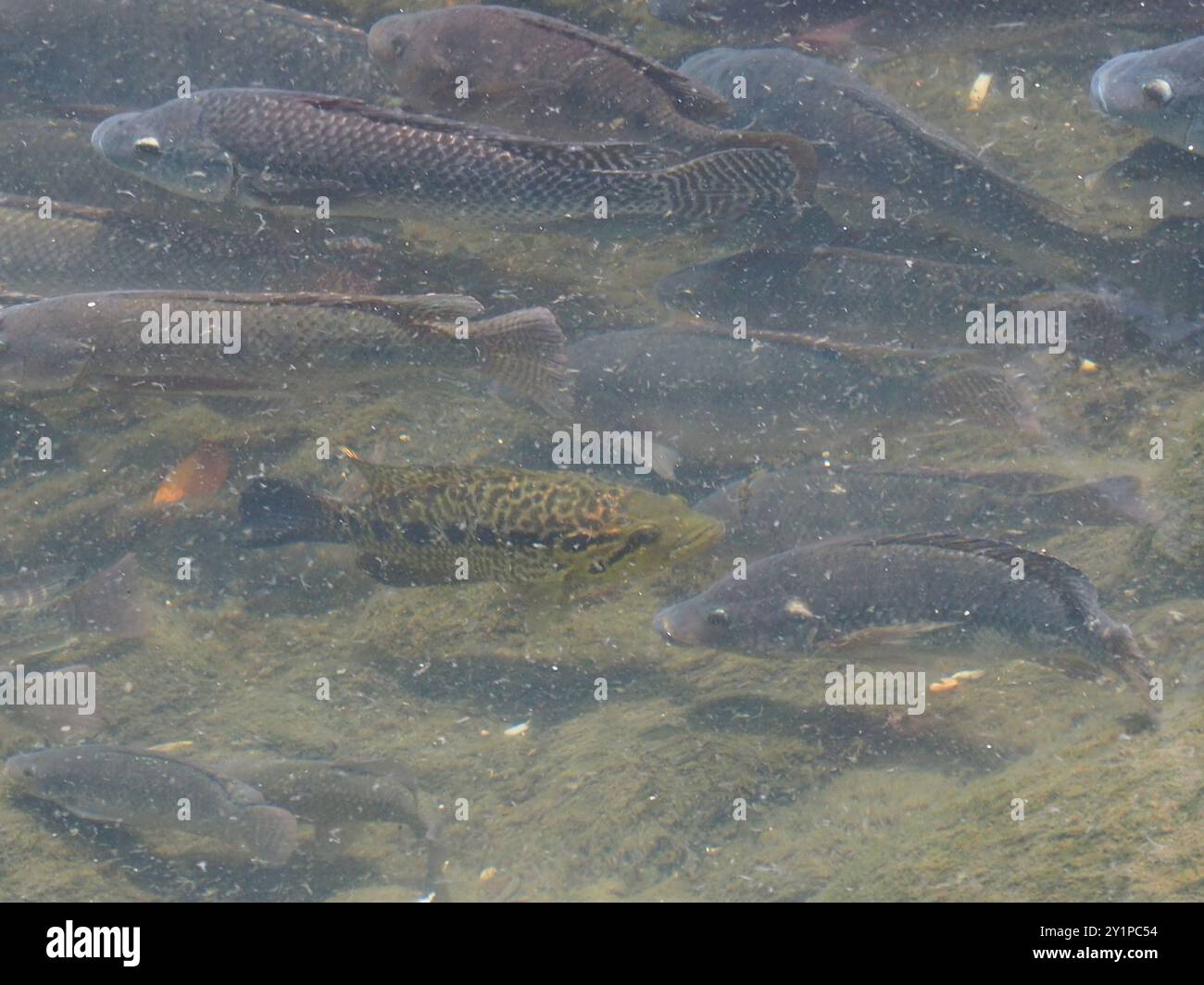 Jaguar Guapote (Parachromis managuensis) Actinopterygii Stock Photo - Alamy