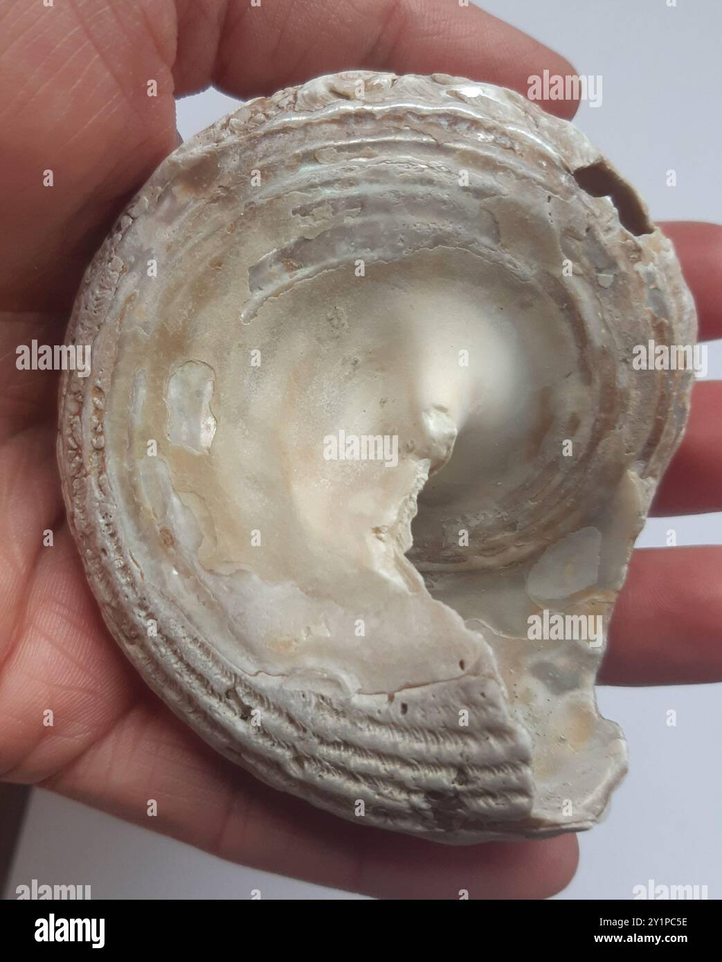 Cook's Turban (Cookia sulcata) Mollusca Stock Photo - Alamy