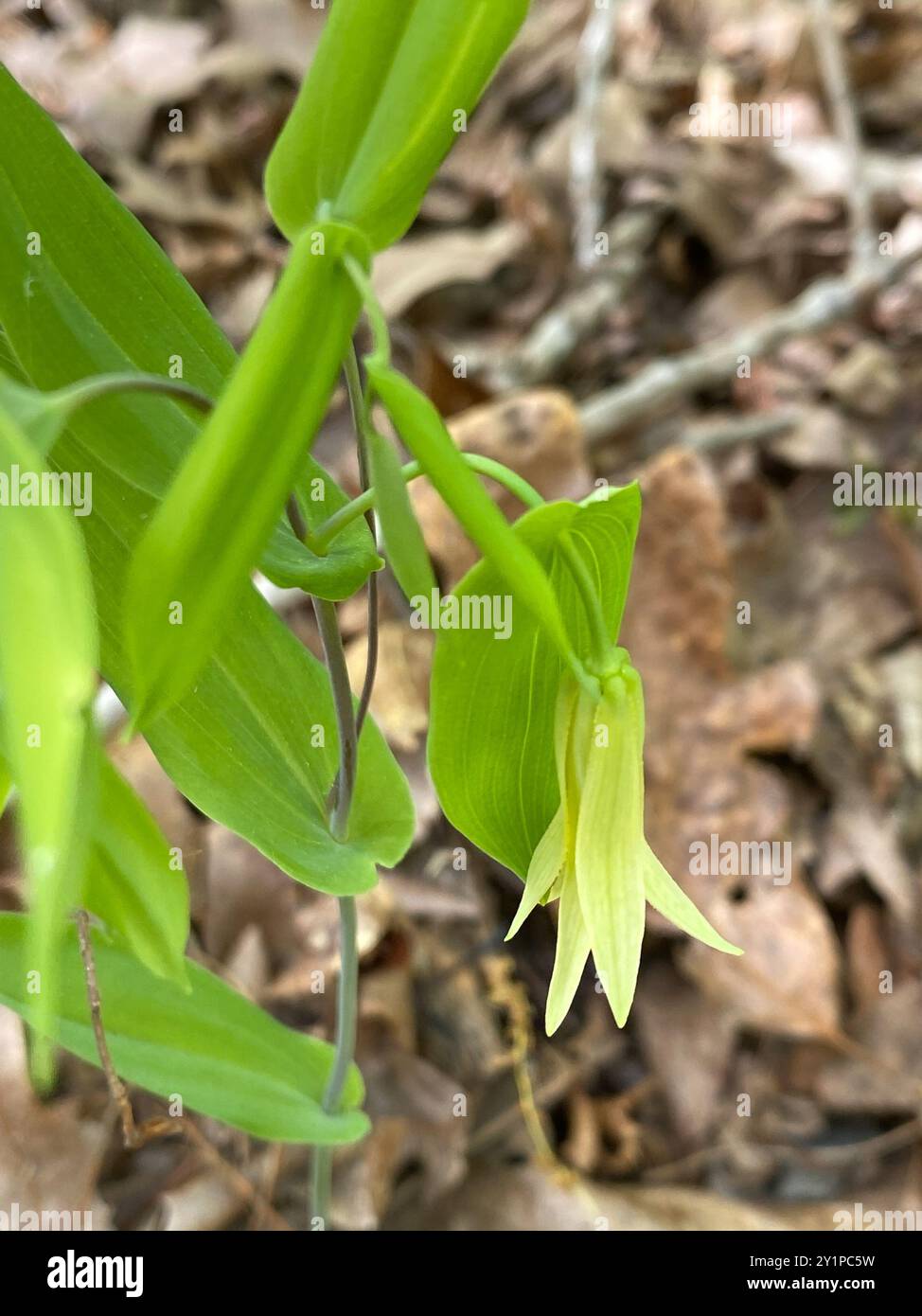 perfoliate bellwort (Uvularia perfoliata) Plantae Stock Photo - Alamy