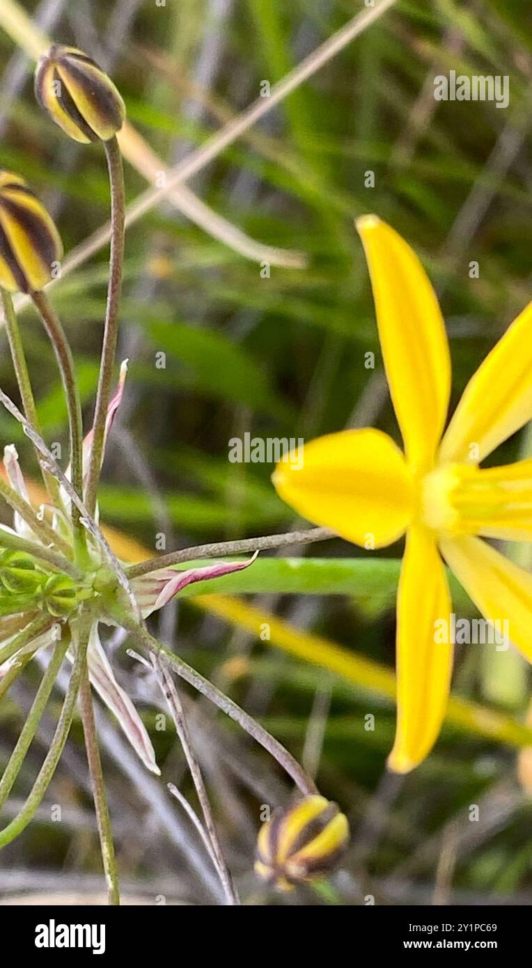 goldenstar (Bloomeria crocea) Plantae Stock Photo - Alamy