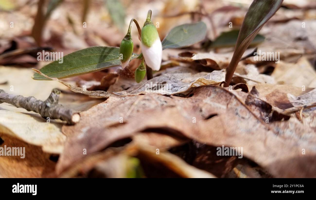 Carolina Springbeauty (Claytonia caroliniana) Plantae Stock Photo - Alamy