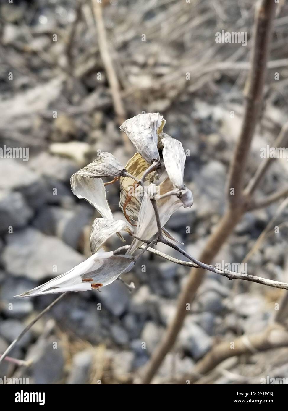 European swallow-wort (Vincetoxicum rossicum) Plantae Stock Photo - Alamy