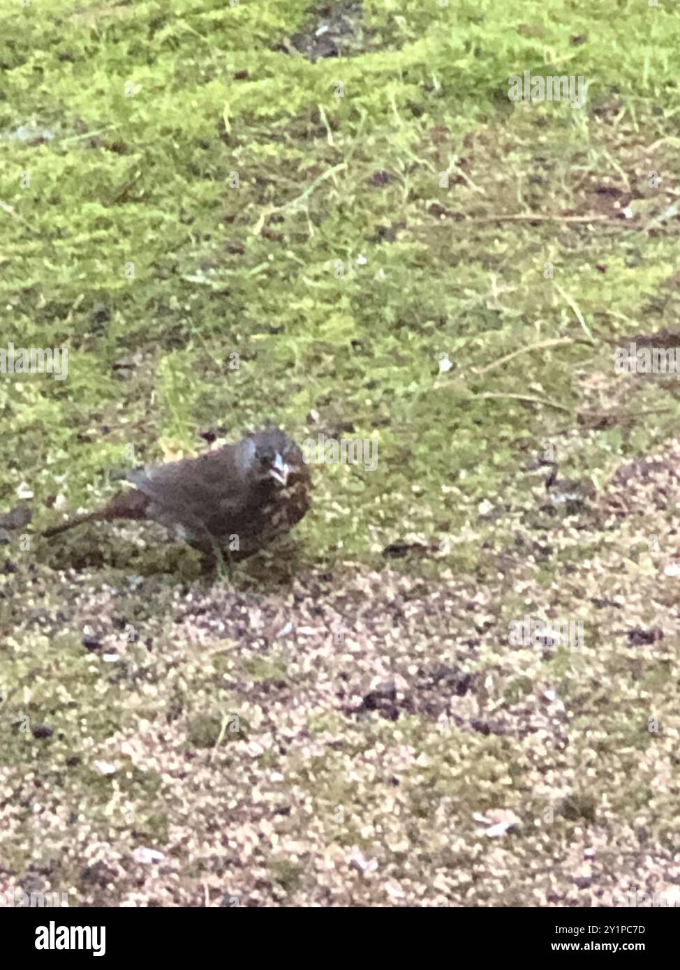 Perching Birds (Passeriformes) Aves Stock Photo - Alamy