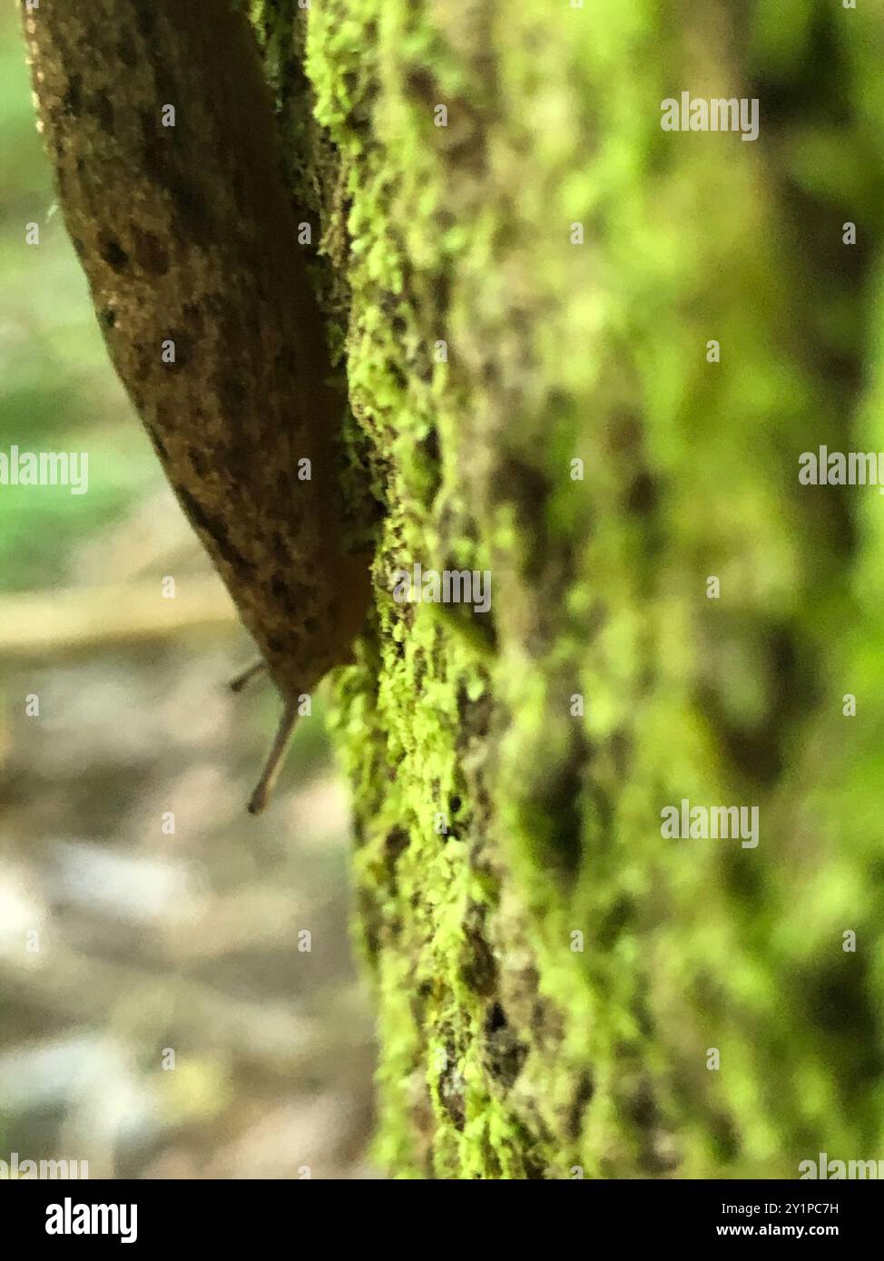 Changeable Mantleslug (Megapallifera mutabilis) Mollusca Stock Photo ...