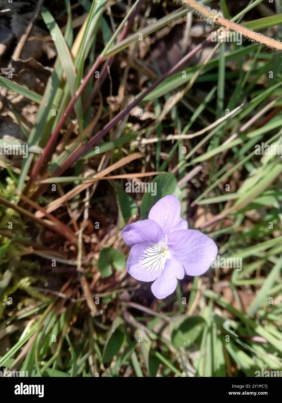 violets (Viola) Plantae Stock Photo - Alamy
