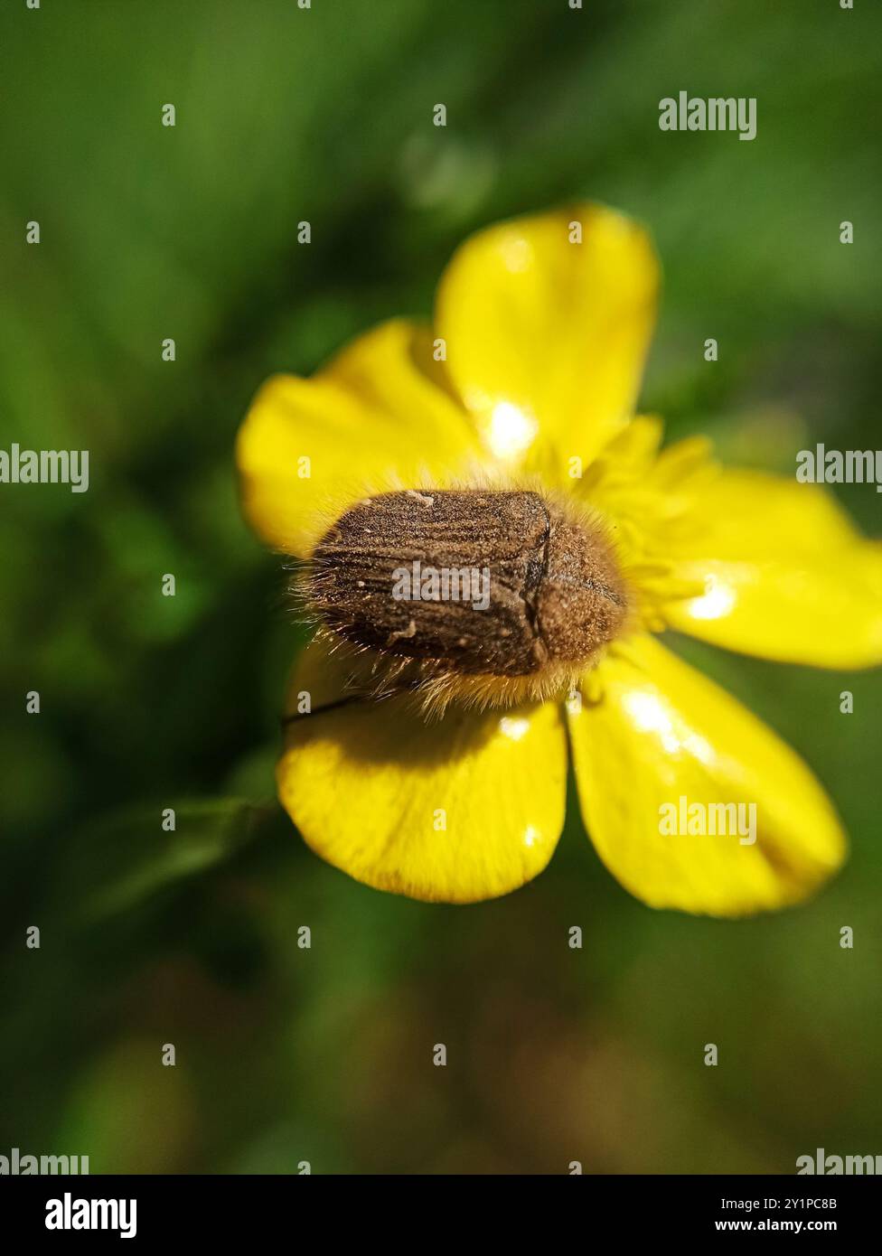 Apple Blossom Beetle (Tropinota hirta) Insecta Stock Photo - Alamy