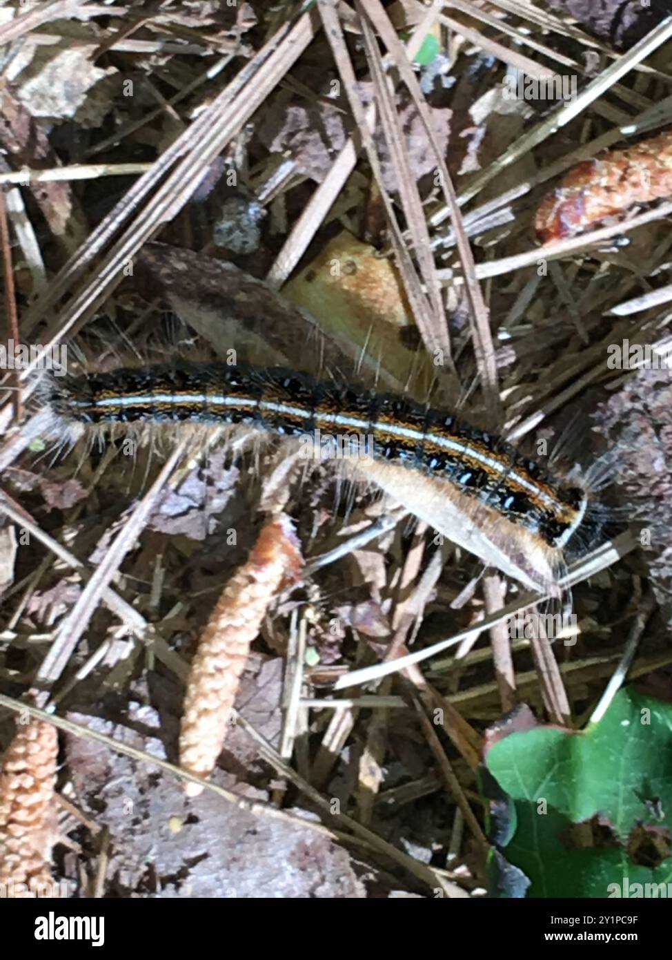 Eastern Tent Caterpillar Moth (Malacosoma americana) Insecta Stock ...