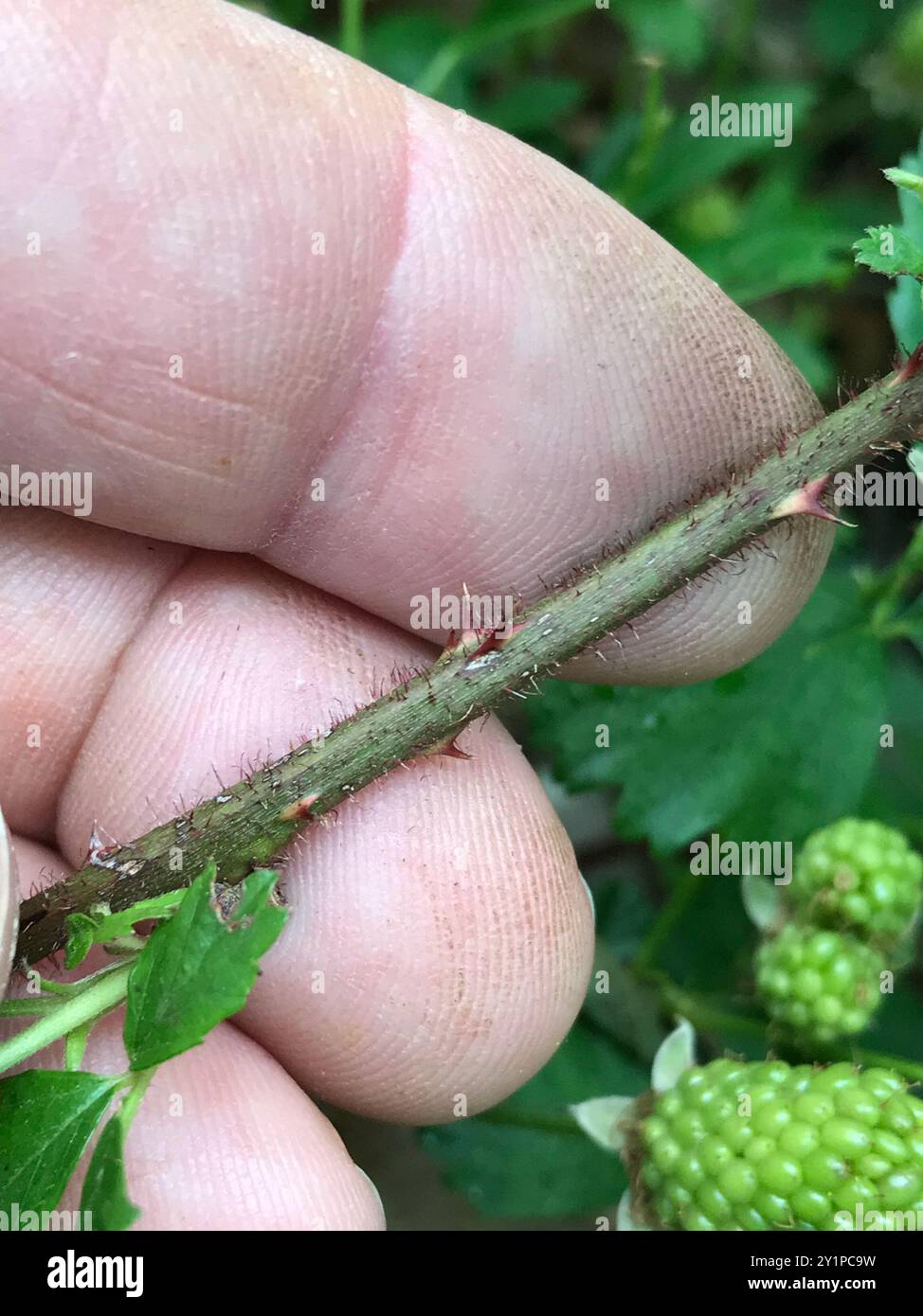 southern dewberry (Rubus trivialis) Plantae Stock Photo - Alamy