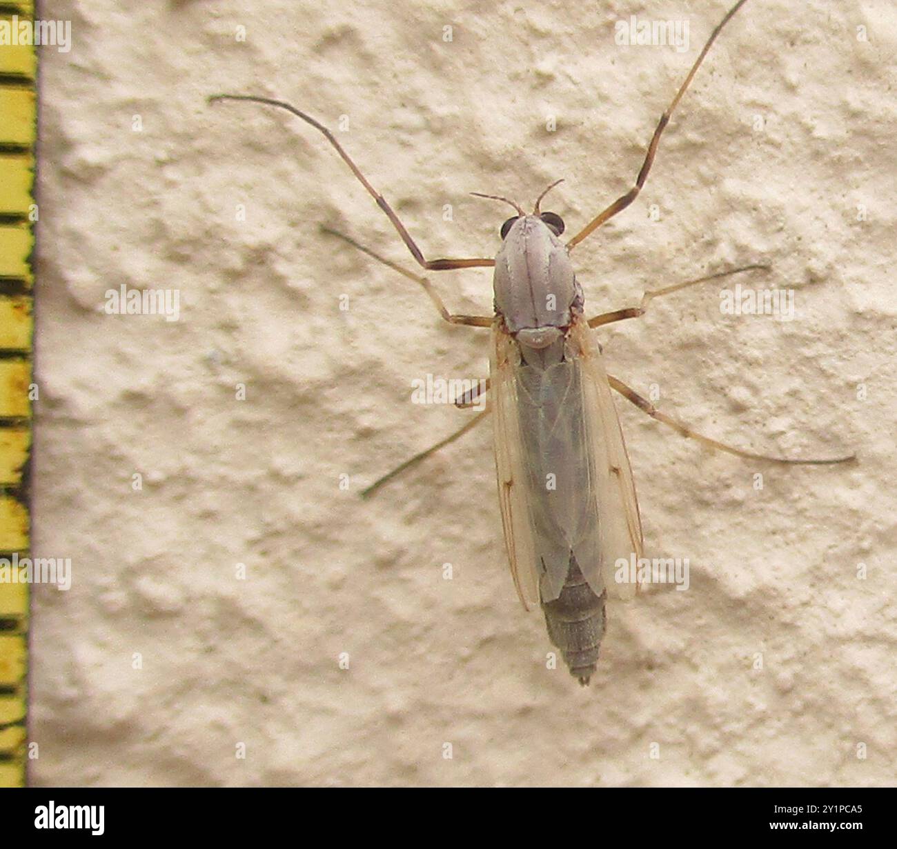 Non-biting Midges (Chironomidae) Insecta Stock Photo - Alamy