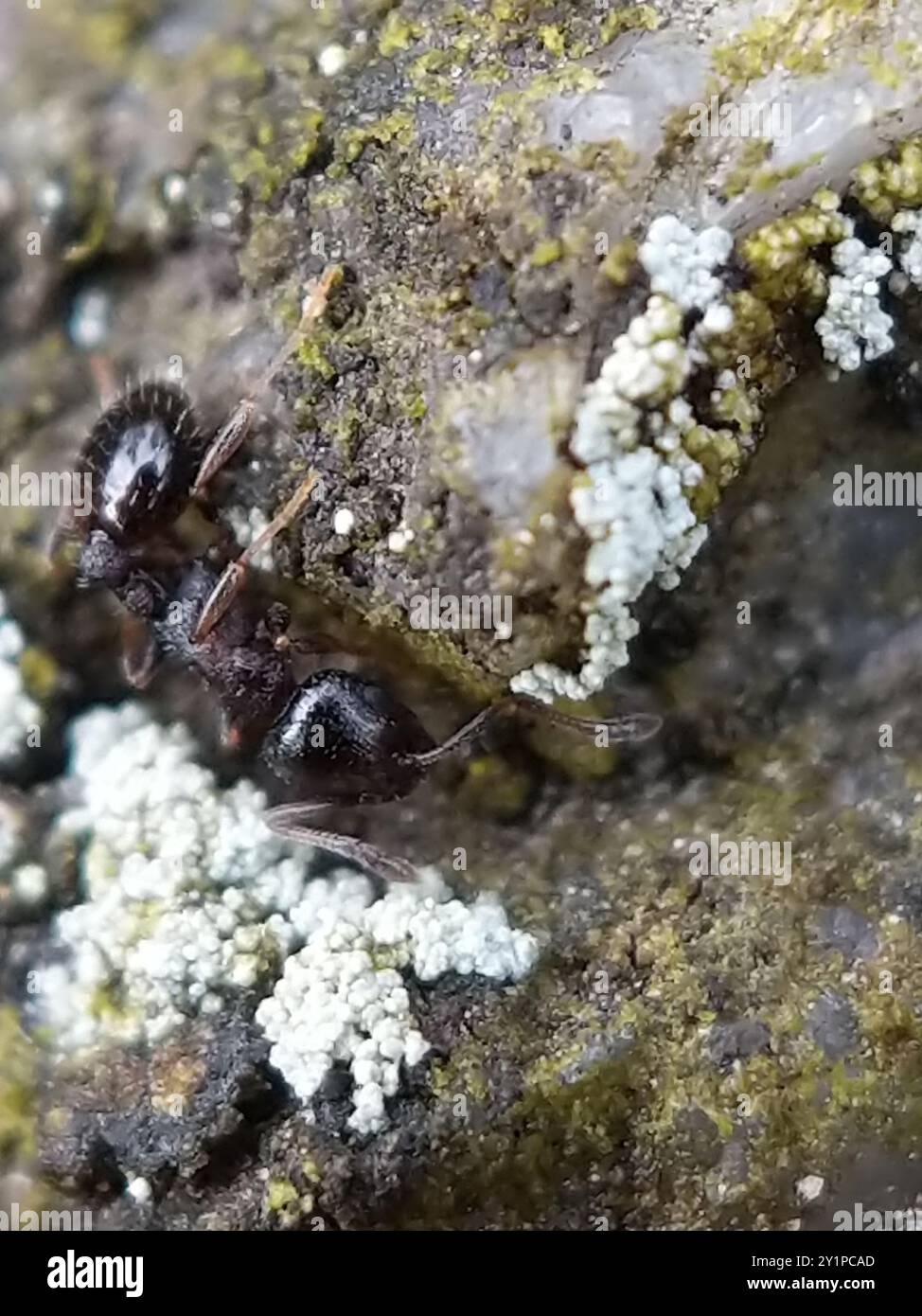 Long-spined Acorn Ant (Temnothorax longispinosus) Insecta Stock Photo ...