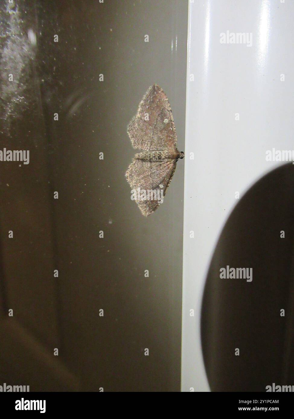 Gem Moth (Orthonama obstipata) Insecta Stock Photo - Alamy