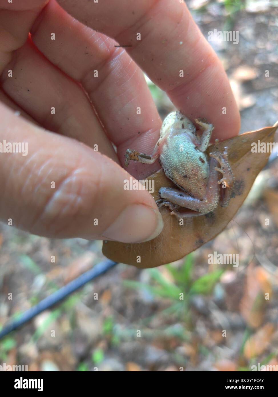 Pine Woods Tree Frog (Hyla femoralis) Amphibia Stock Photo - Alamy
