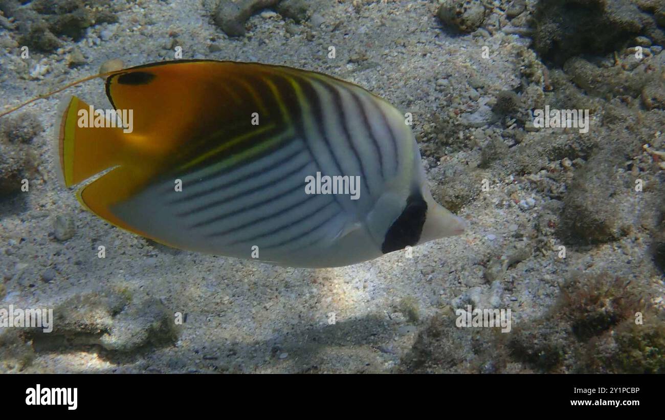 Threadfin Butterflyfish (Chaetodon auriga) Actinopterygii Stock Photo ...