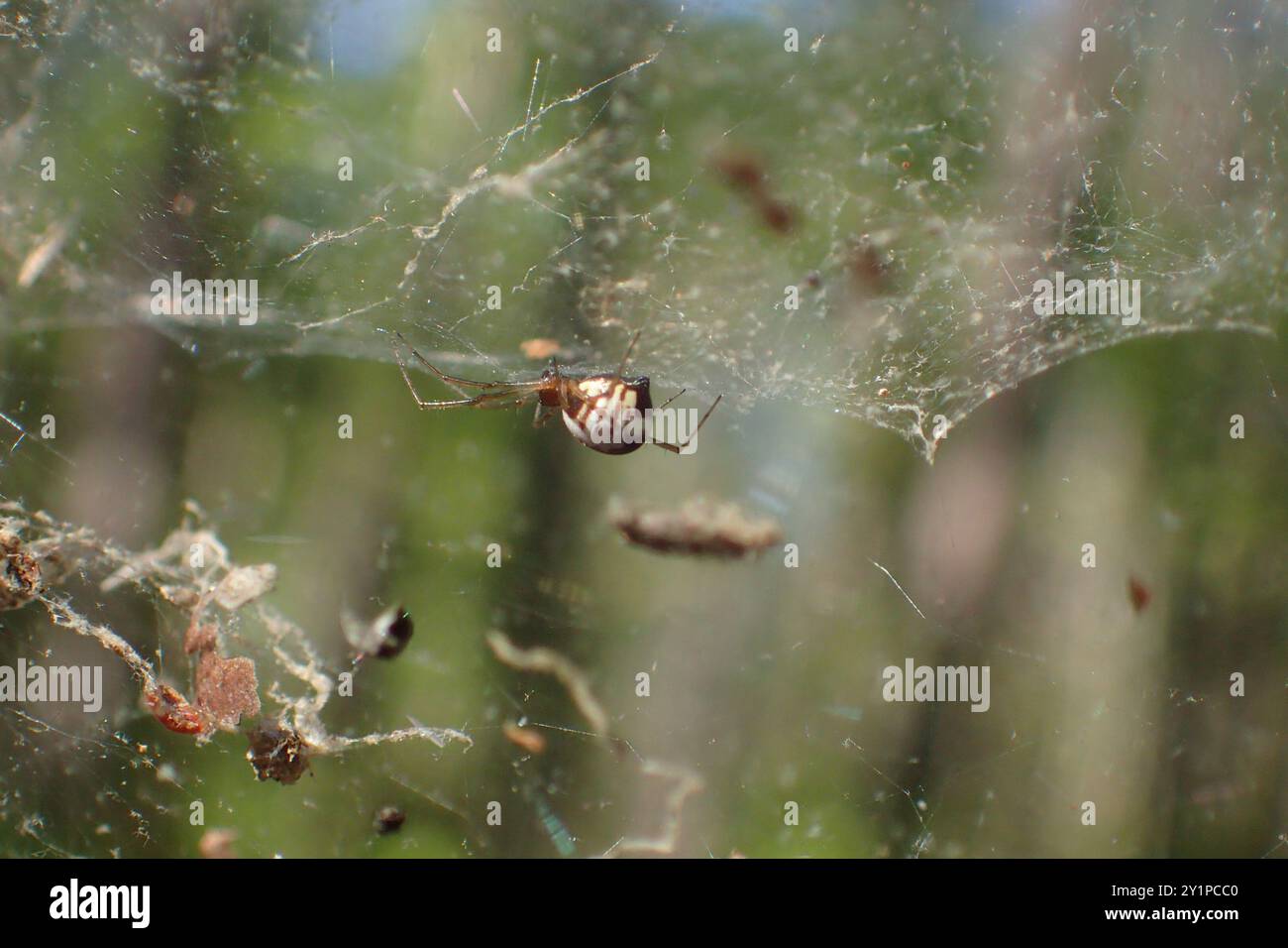Bowl-and-doily Spider (Frontinella pyramitela) Arachnida Stock Photo ...
