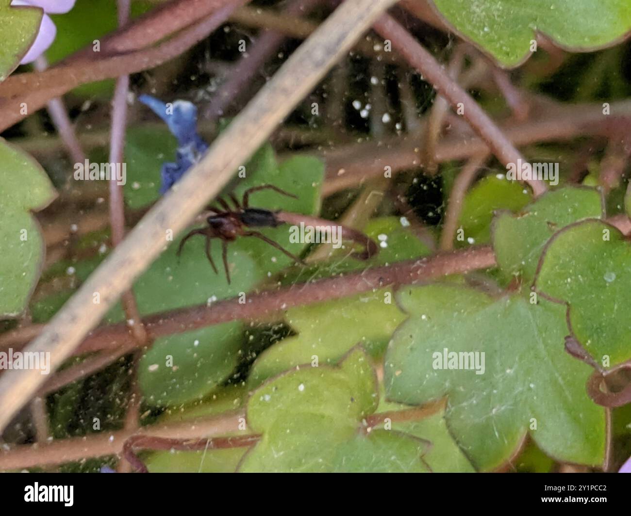 Typical Funnel Weavers (Ageleninae) Arachnida Stock Photo - Alamy