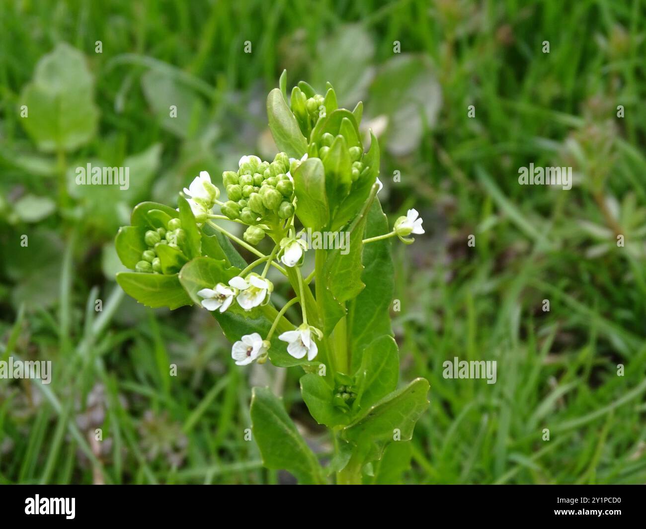 field penny-cress (Thlaspi arvense) Plantae Stock Photo - Alamy