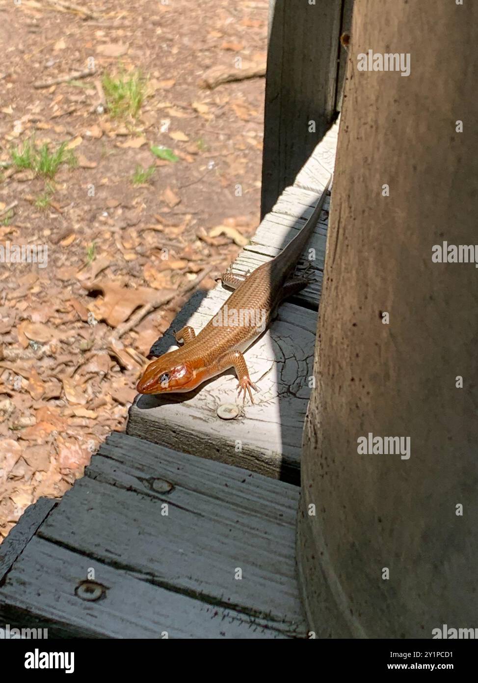 Broad-headed Skink (Plestiodon laticeps) Reptilia Stock Photo - Alamy