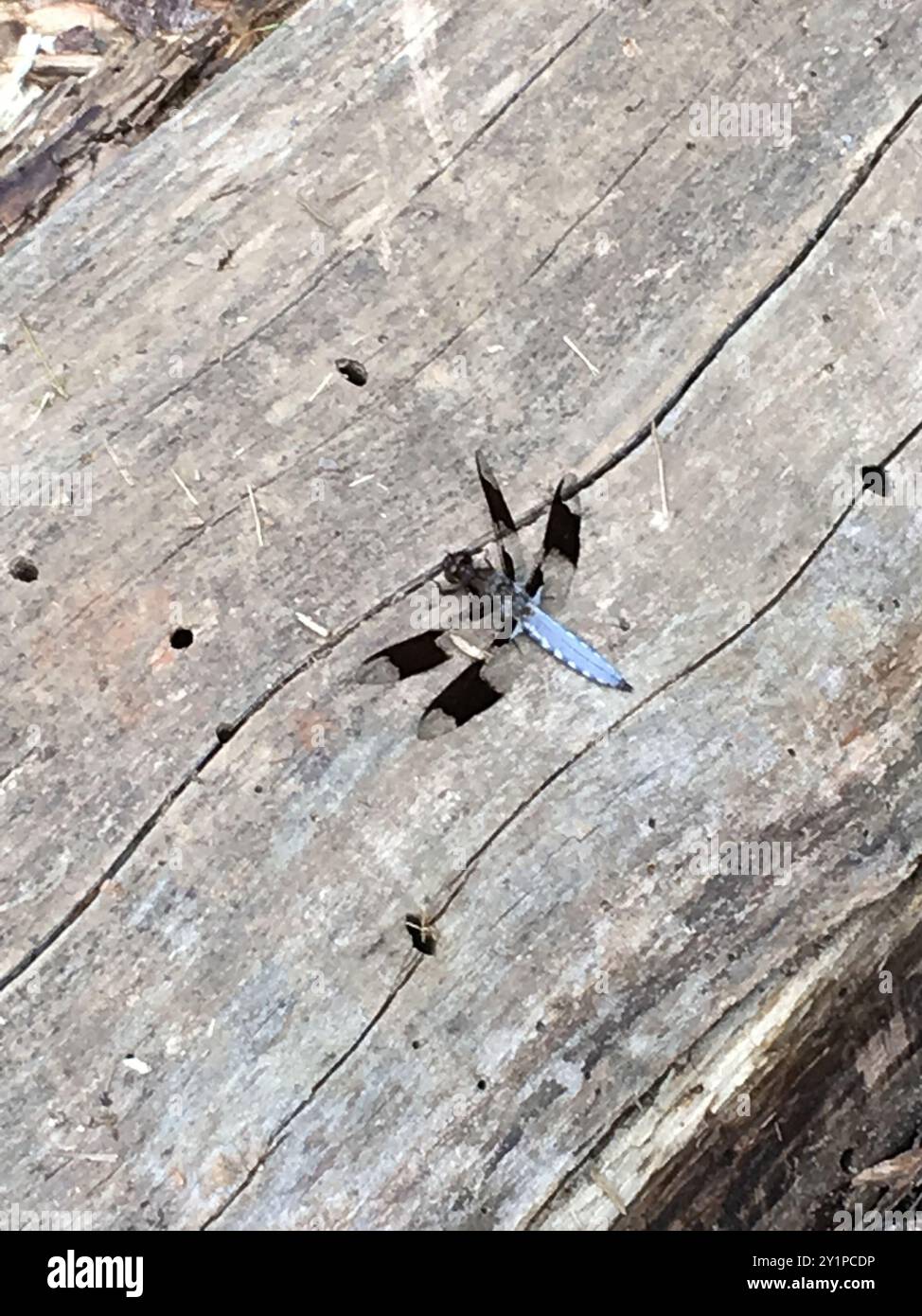 Common Whitetail (Plathemis lydia) Insecta Stock Photo - Alamy