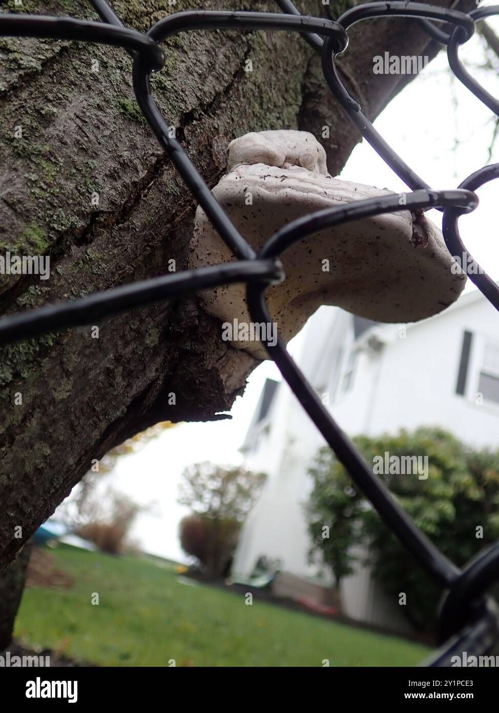 bracket fungi (Polyporaceae) Fungi Stock Photo - Alamy
