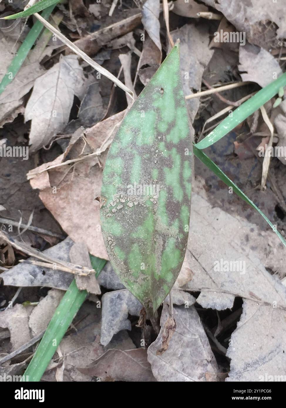 fawn lilies (Erythronium) Plantae Stock Photo - Alamy