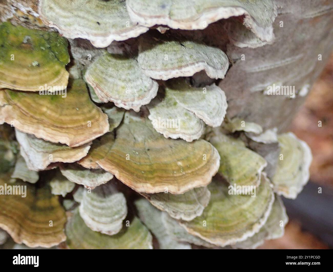 violet-toothed polypore (Trichaptum biforme) Fungi Stock Photo - Alamy