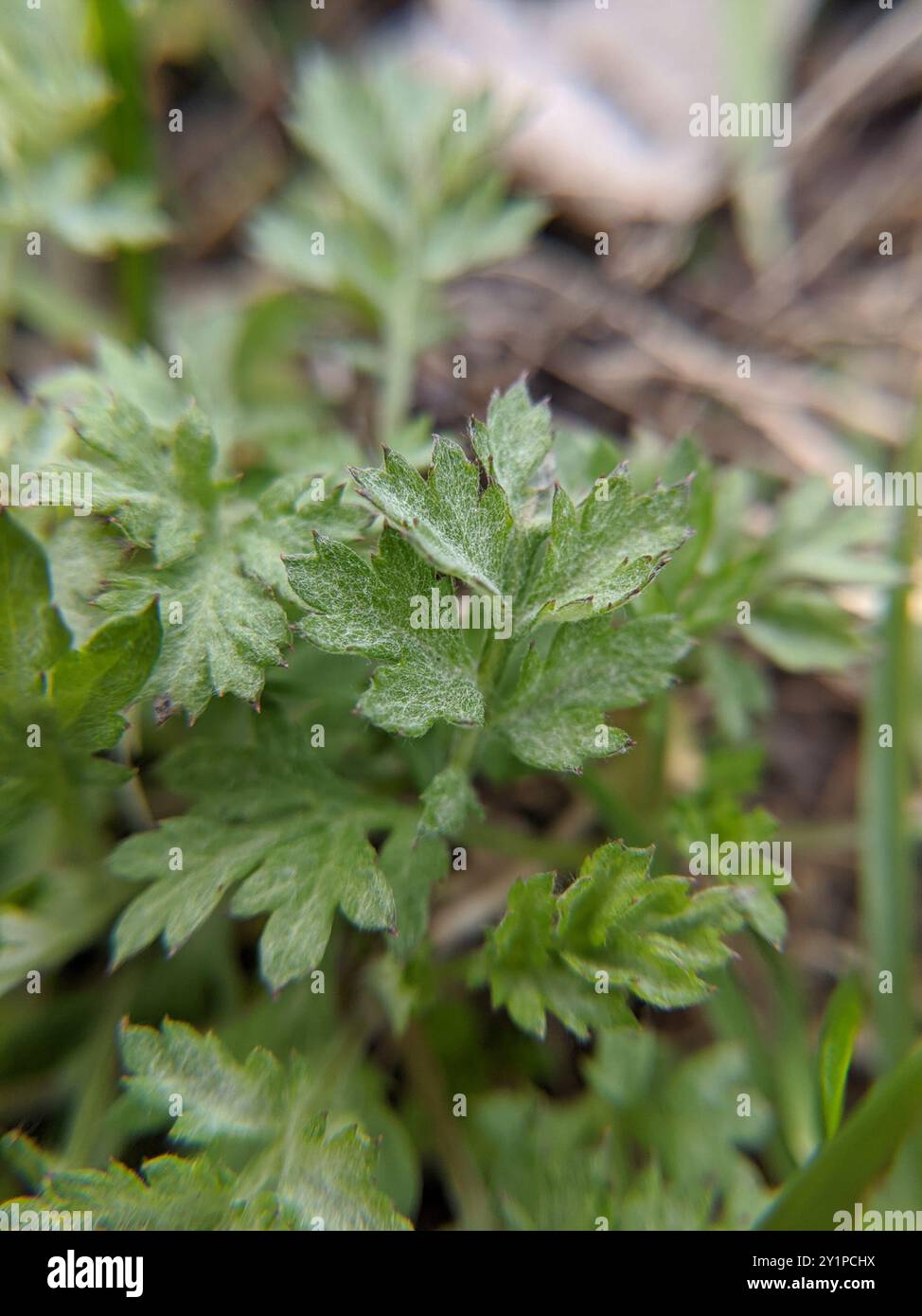 common mugwort (Artemisia vulgaris) Plantae Stock Photo - Alamy